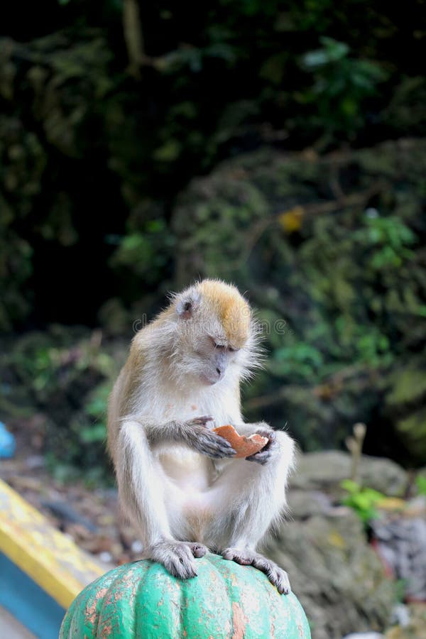 211 Monkey Hand Coconut Stock Photos - Free & Royalty-Free Stock Photos ...