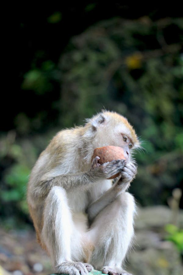 175 Monkey Eat Coconut Stock Photos - Free & Royalty-Free Stock Photos ...