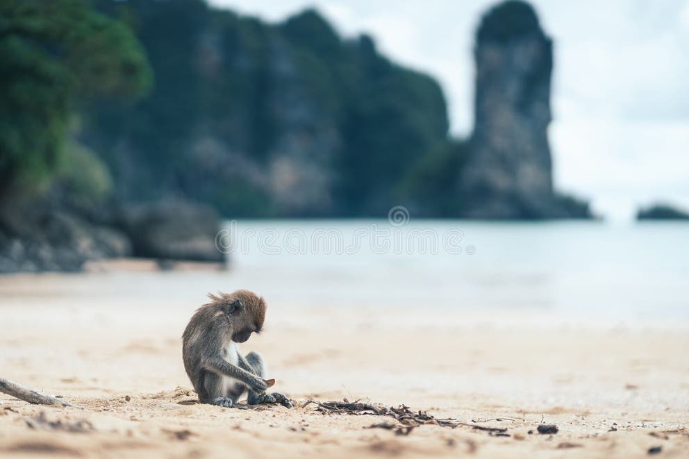 Young Monkey Sitting on a Sandy Beach. Stock Photo - Image of tropical ...