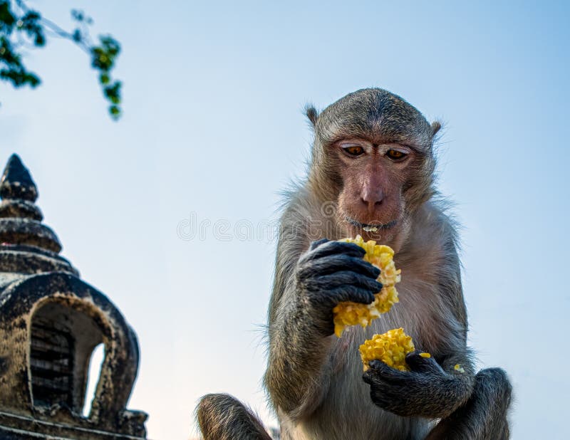 Curious Monkey Corn Stock Photos - Free & Royalty-Free Stock Photos ...