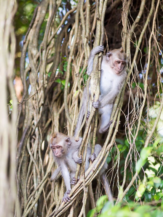 2 Young Monkeys Exploring the World Stock Photo - Image of little ...