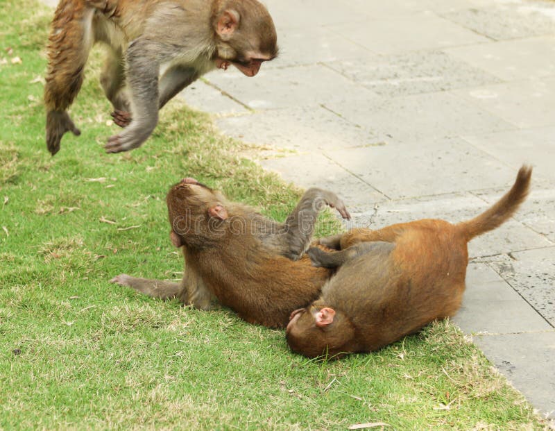 Young Monkeys Play on the Grass Stock Image - Image of grass, monkeys ...