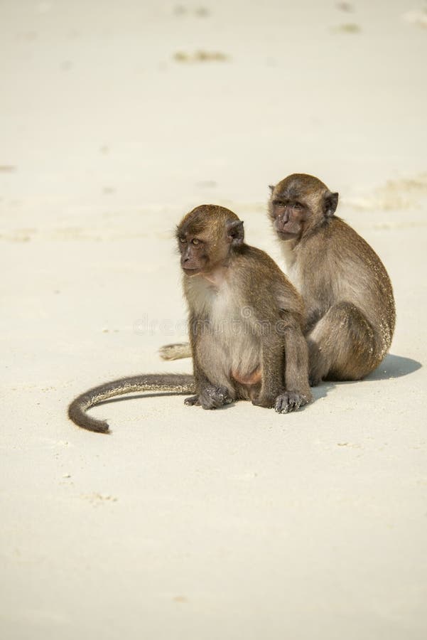 372 Family Beach Phi Phi Stock Photos - Free & Royalty-Free Stock ...