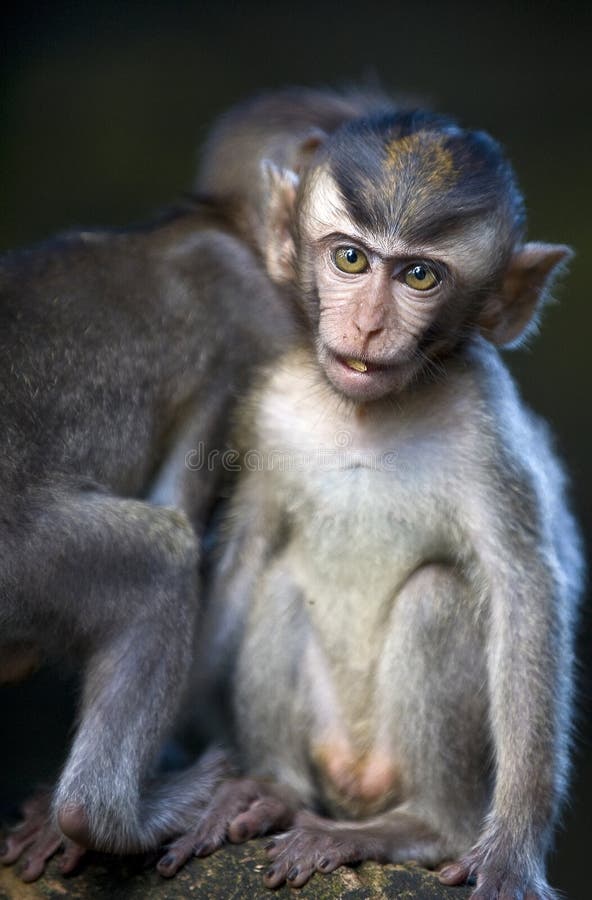 Young Monkeys stock photo. Image of gray, twins, monkeys - 36701096