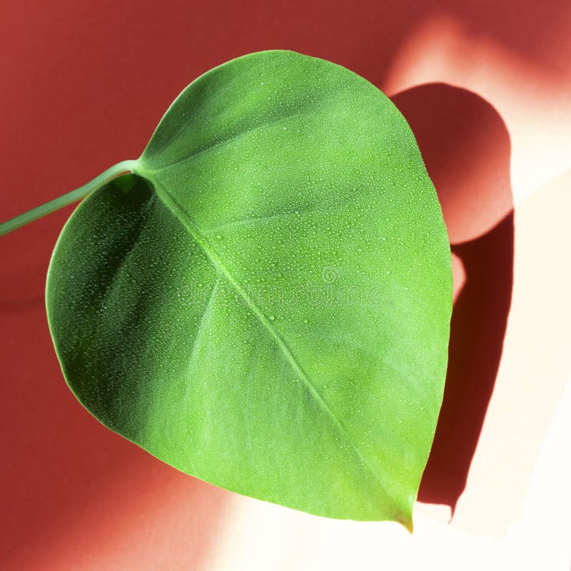 Young Monstera Leaf on a Red Background. Stock Photo - Image of garden ...
