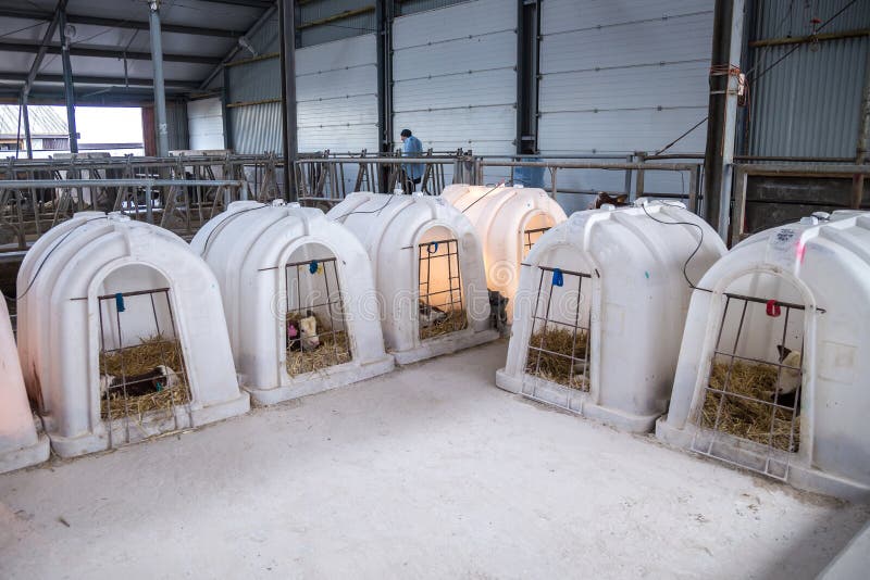 Calves, Calf and Baby cows stock photo. Image of green - 94130078