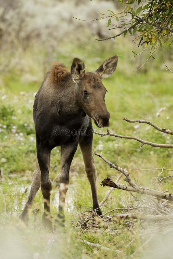 Young moose stock photo. Image of domesticated, smell - 34833984