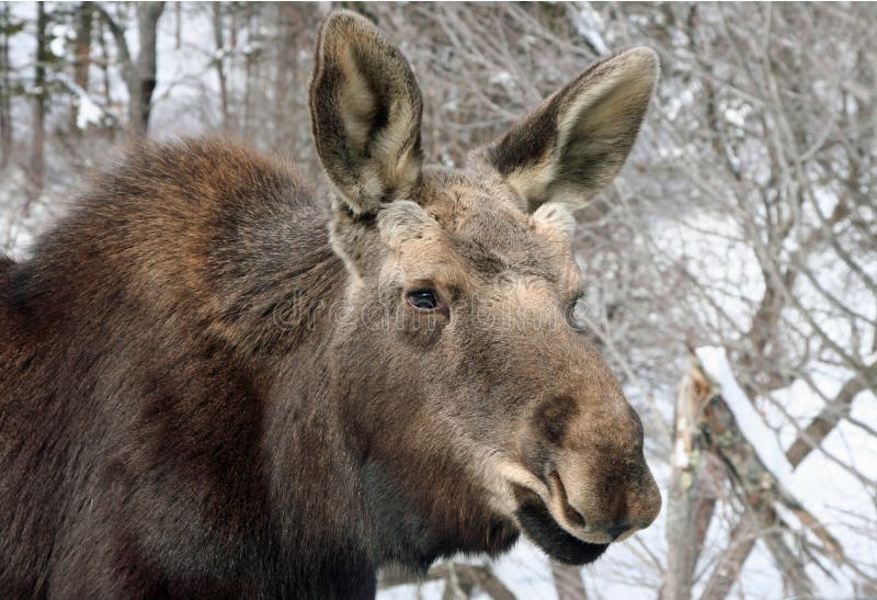 Young Moose stock photo. Image of nose, mountains, snow - 4443976