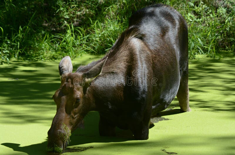 Young Moose Drinking Water in a Pond Stock Photo - Image of still ...