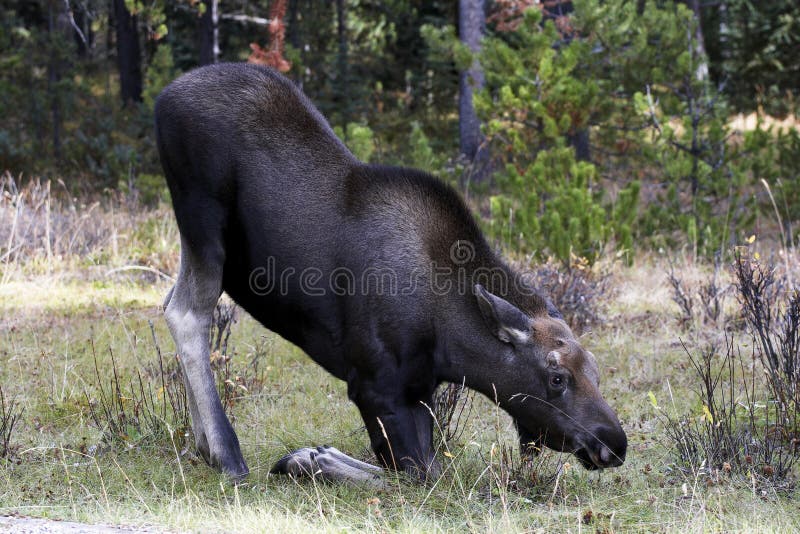 Young Moose Eating stock photo. Image of alces, parks - 13082164