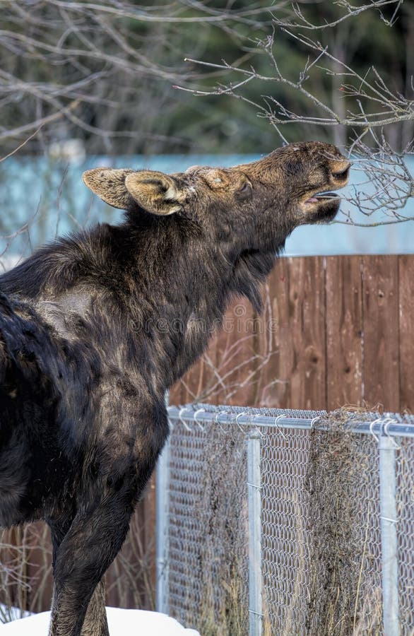 Young Moose Eating from a Tree. Stock Photo - Image of mammal, brown ...