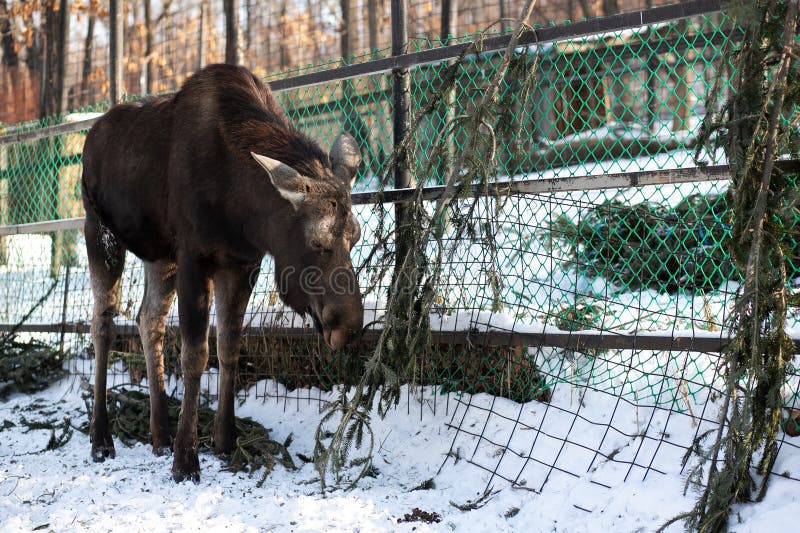 A Young Moose Eats a Coniferous Tree at the Zoo on a Winter Day Stock ...