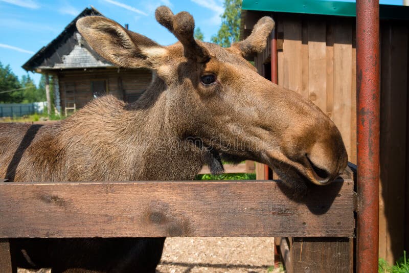 A young moose on a farm stock photo. Image of hoofed - 137188988