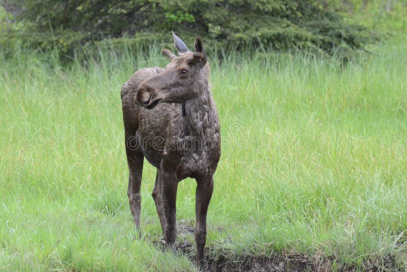 Young juvenile moose stock image. Image of mammal, hooves - 28668143