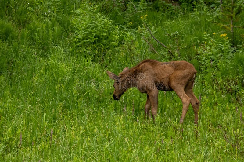 Young Moose Grazes in Thick Grass Stock Photo - Image of green, brown ...