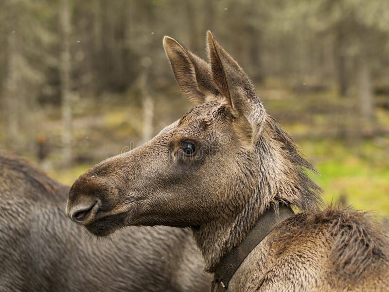 Young moose stock photo. Image of domesticated, smell - 34833984