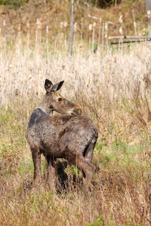 Moose Yearling during Spring Stock Image - Image of ontario, bull: 31131229