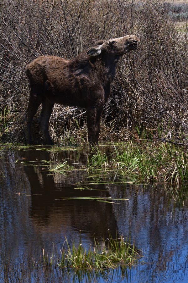 Moose in the willows stock image. Image of wetlands - 157950953