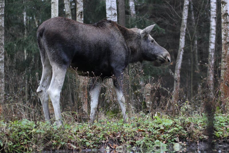 Young moose stock image. Image of outdoors, moose, wild - 103125301