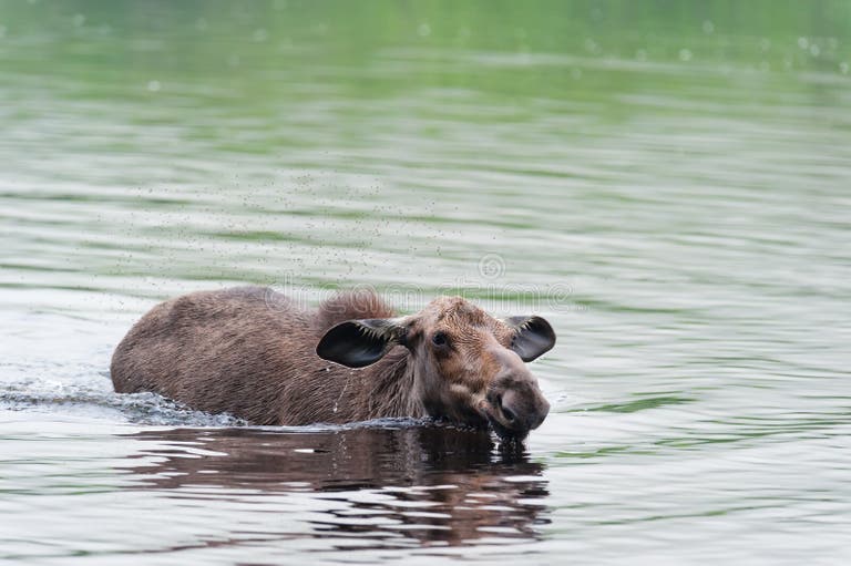 Young moose swimming stock photo. Image of moose, mooses - 29530506