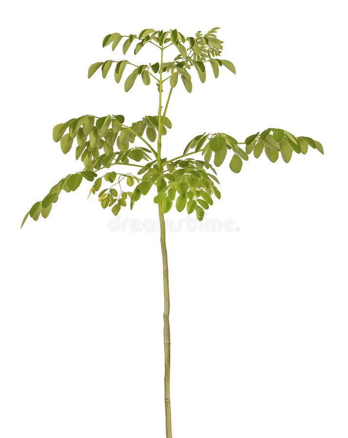 Young Moringa Tree, Isolated Stock Photo - Image of leaves, superfood ...