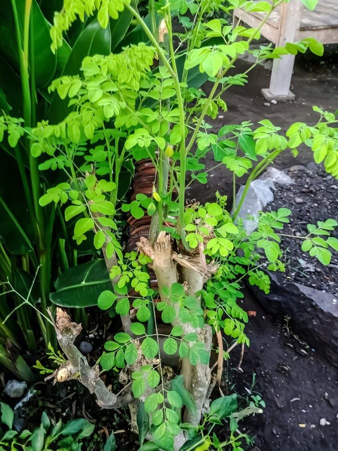 299 Young Moringa Tree Stock Photos - Free & Royalty-Free Stock Photos ...