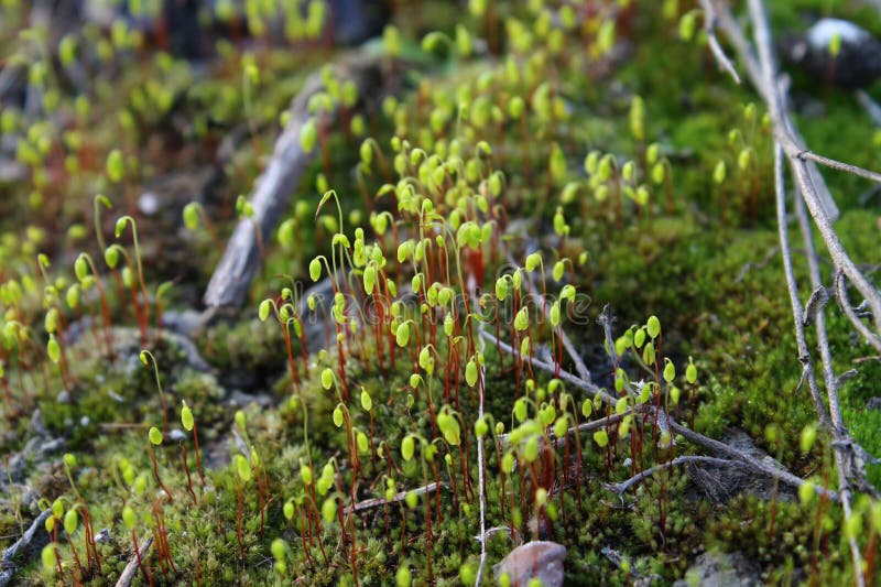 Young moss stock image. Image of spring, grass, season - 51761065