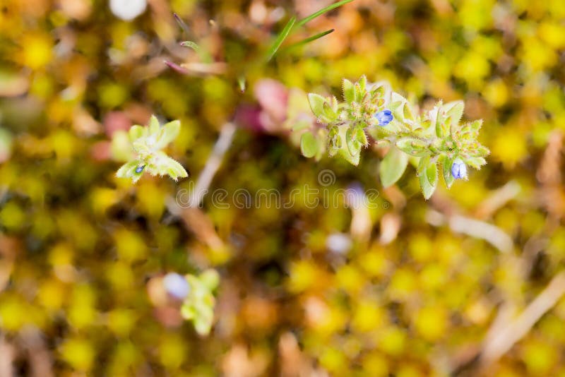 Young Moss in Spring stock image. Image of growth, plant - 39914859