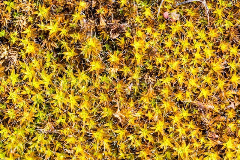 Young Moss in Spring stock image. Image of terrain, texture - 39915041