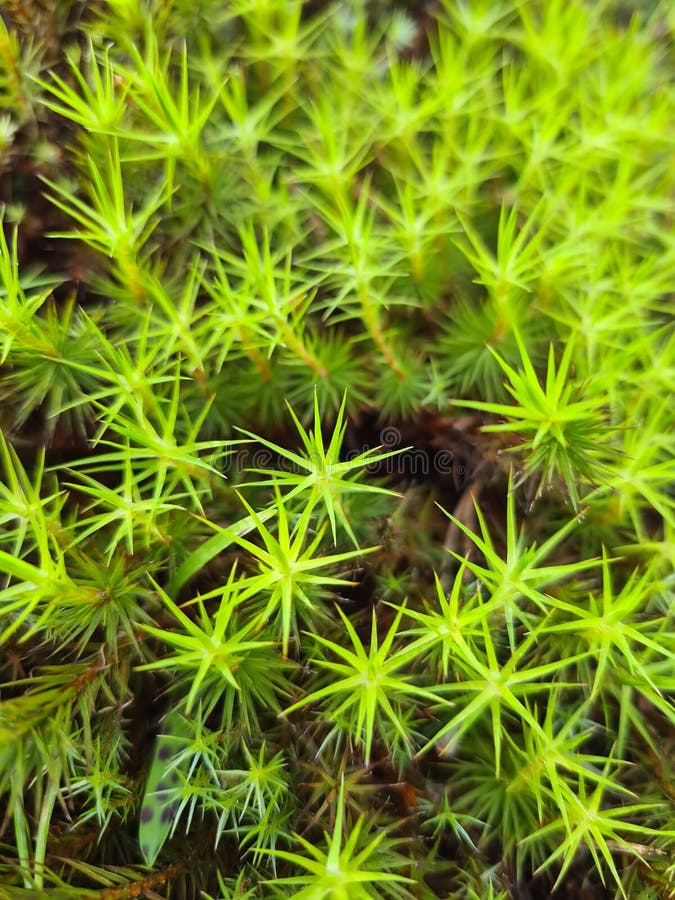 Young Moss in the Summer Forest Stock Image - Image of forest, moss ...