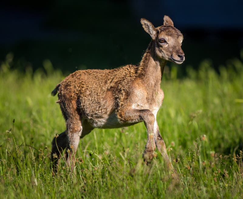 Young Mouflons in Nature Park Stock Photo - Image of environment ...