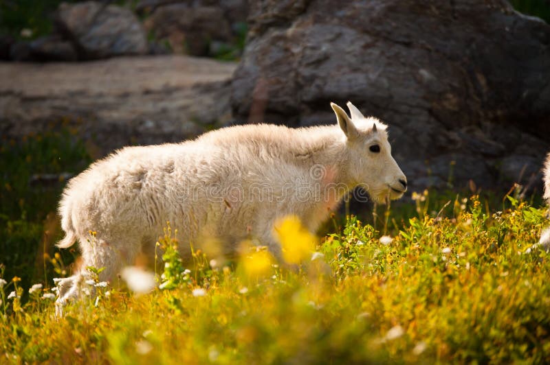 Young Mountain Goat by Rocks and Flowers Stock Image - Image of flowers ...