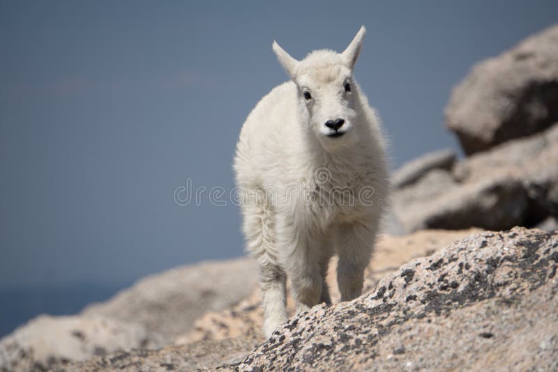 Young Mountain Goat stock photo. Image of rocks, reproduction - 121171392