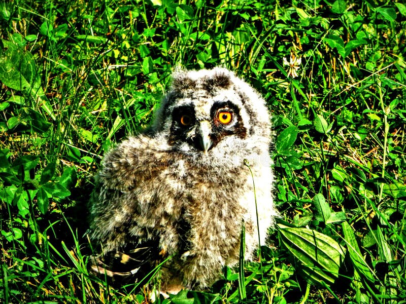 Young Mountain Mouse in the Forest Animal Stock Photo - Image of ...