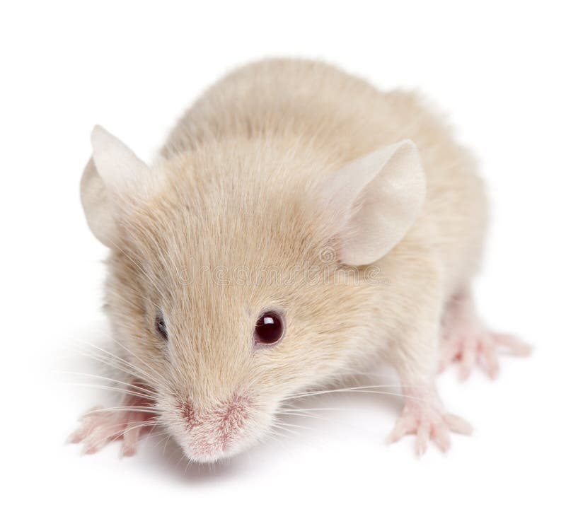 Young mouse sitting stock photo. Image of studio, horizontal - 16562174