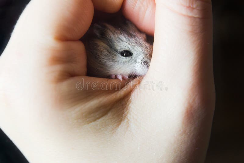 A young mouse in hand stock image. Image of home, nature - 111720307