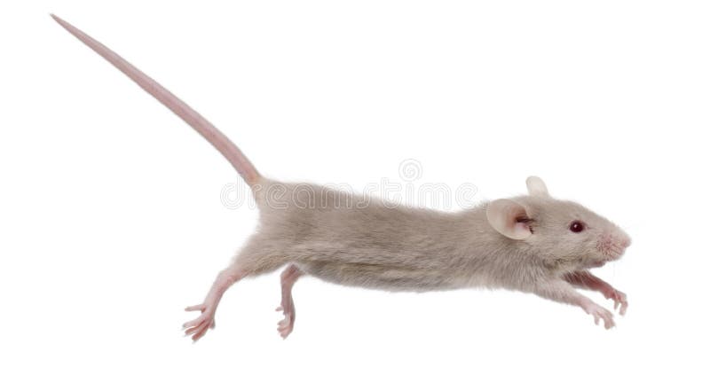 Young Mouse Jumping Royalty Free Stock Images - Image: 16713699