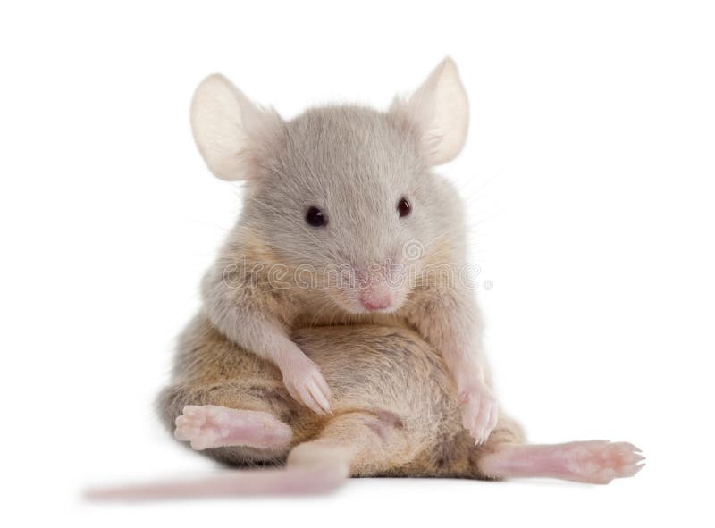 Young mouse sitting stock photo. Image of studio, horizontal - 16562174