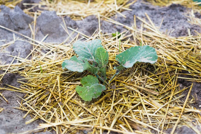 Young Mulched Cabbage in the Garden Stock Image - Image of gardening ...