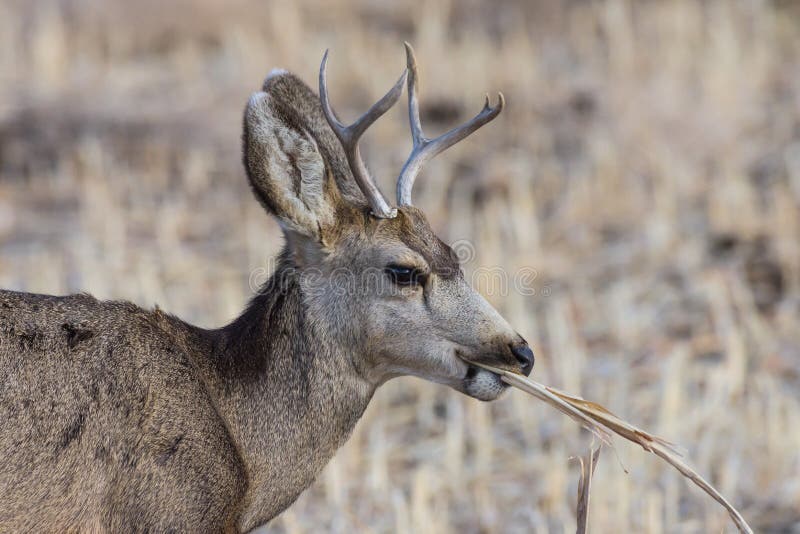 Young Mule Deer Buck with Grass in His Mouth Stock Image - Image of ...