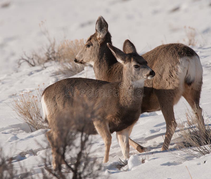 Young mule deer together stock photo. Image of antlers - 47375316