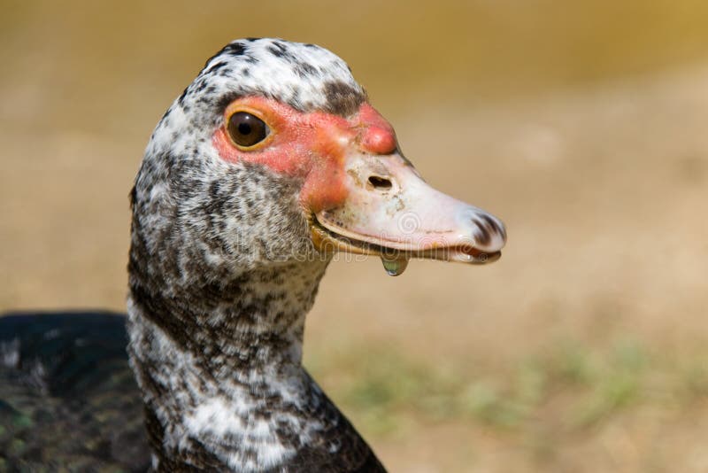 Young Muscovy Duck stock photo. Image of fauna, cairina - 23732344