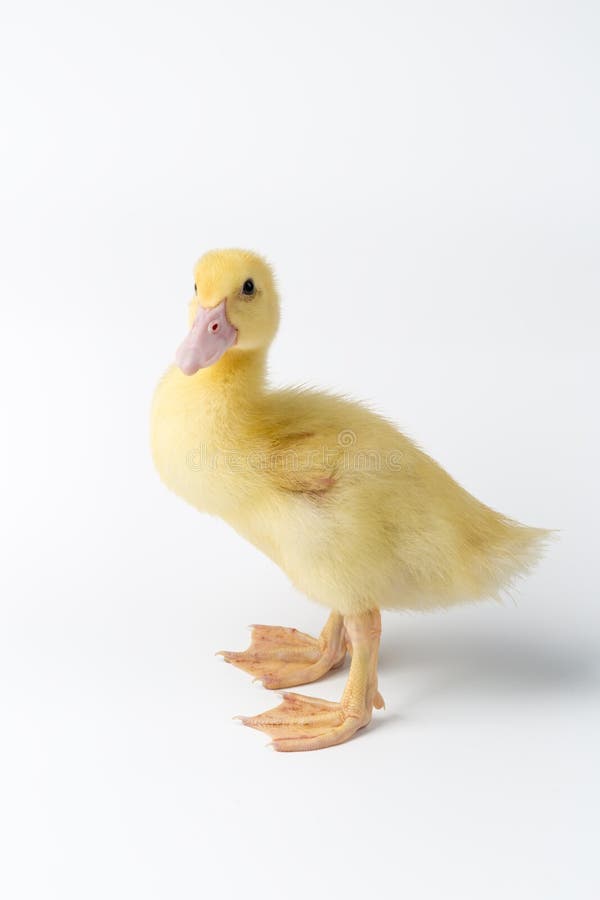 Young muscovy duck stock photo. Image of wildlife, muscovy - 11379194