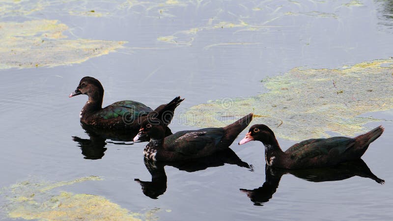 Young Muscovy Ducks stock image. Image of beaks, animals - 21368333