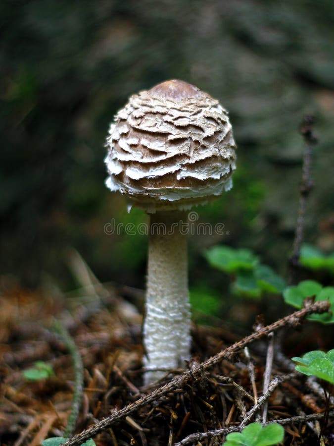 Mushroom stock photo. Image of procera, natural, nature - 30136068