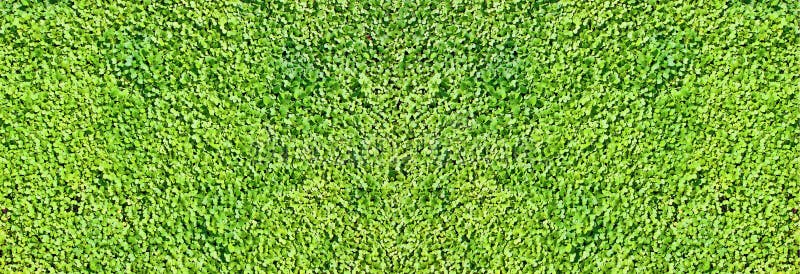 Young Mustard Grass Close Up for Background Stock Photo - Image of ...