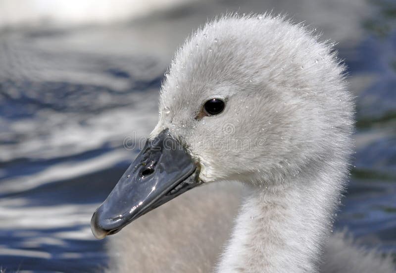Young Mute Swan Chick stock image. Image of swan, young - 38150963