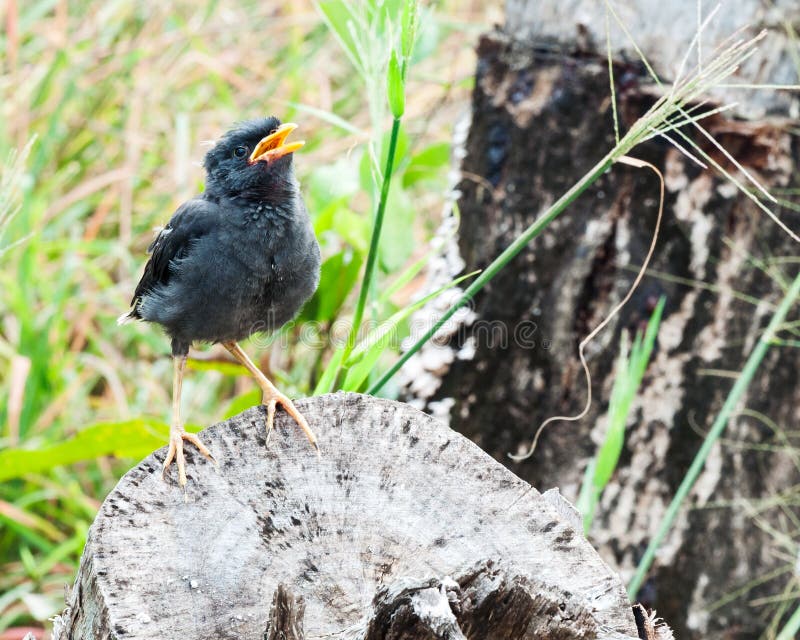 Young myna bird stock photo. Image of beak, ornithology - 38434958