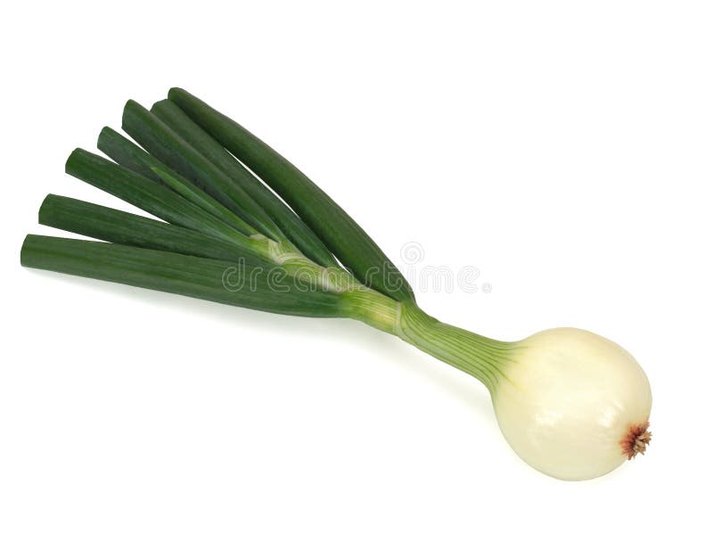 381 Napiform Photos - Free & Royalty-Free Stock Photos from Dreamstime