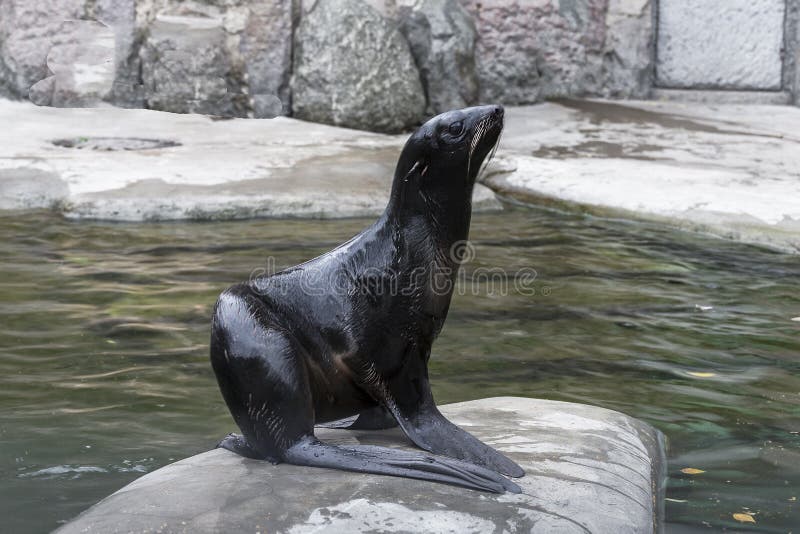 A Young Navy Seal Sits on a Rock in the Pool Stock Image - Image of ...